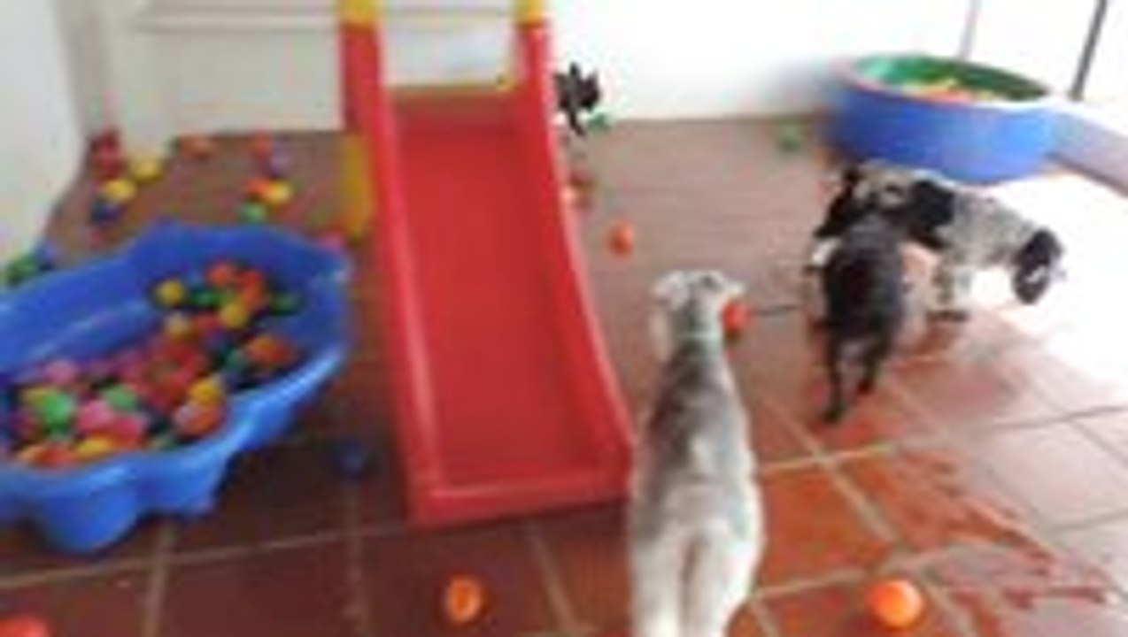 This dog really loves ball pits - video Dailymotion