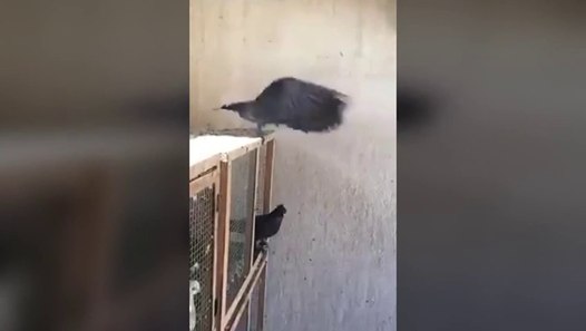 Un pigeon qui fait des backflips en volant - Vidéo Dailymotion