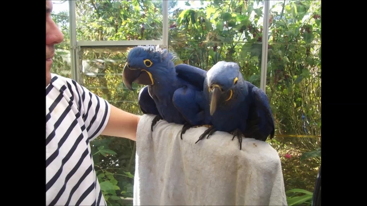 Hyacinth Macaw For Adoption - video Dailymotion
