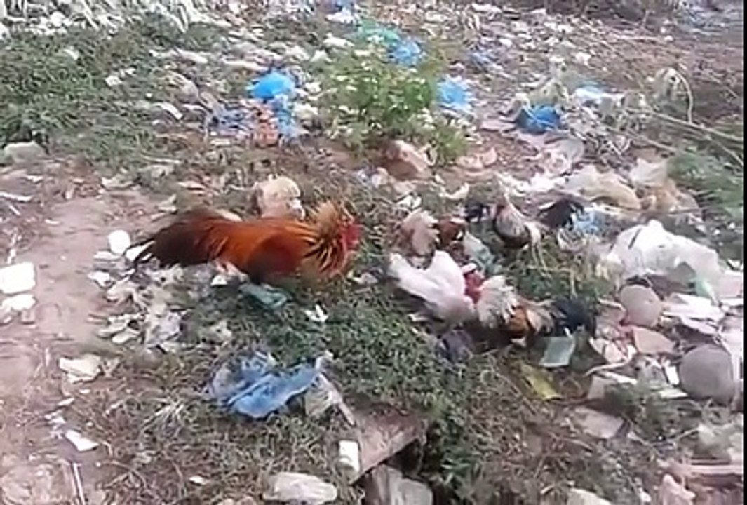 Amazing Hen Fight - video Dailymotion