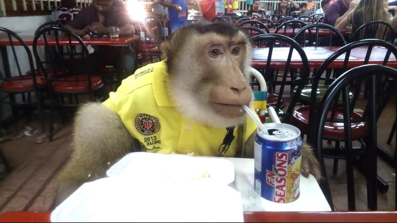 Monkey in restaurant taking dinner - video Dailymotion