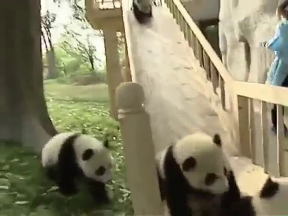 Panda cubs playing and sliding - Панды катаюстя и играют ))) – Видео ...