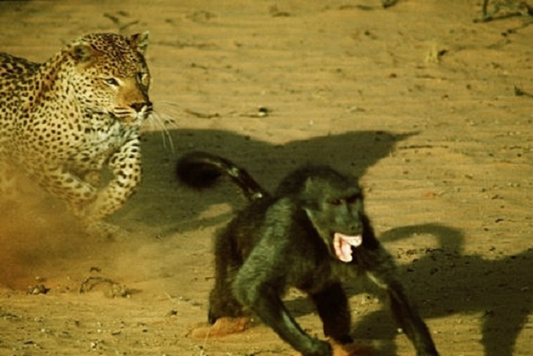 Baboons Attack a Leopard - Dailymotion Video