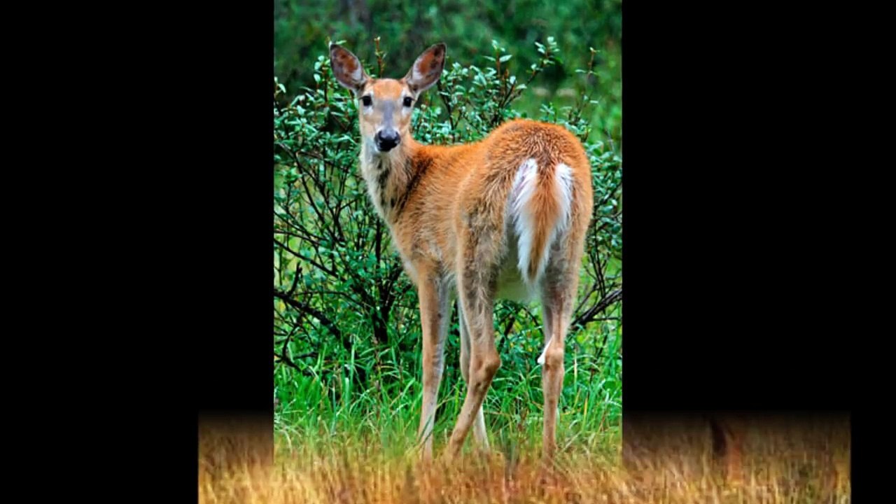 Documental : " El Venado cola blanca " ,Símbolo Nacional de Costa Rica ...