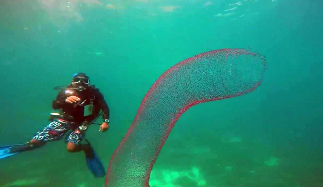 Pyrosome géant - Vidéo Dailymotion