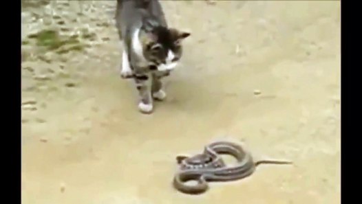 cat kill snake amazing must watch,infoprovider - video dailymotion