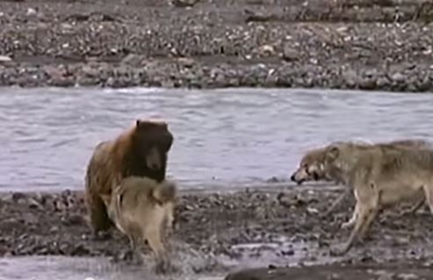 Lobos Peleando Por Comida LOBOPEDIA » Lobos. Enciclopedia Ilustrada