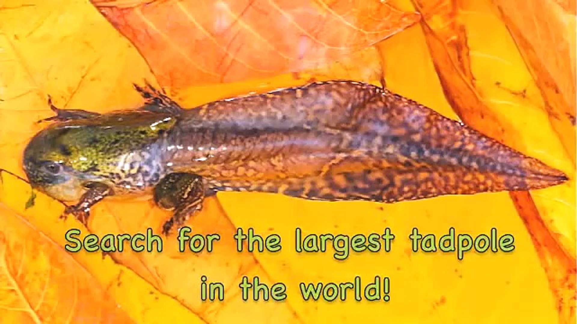 Paradoxical Frog Tadpole