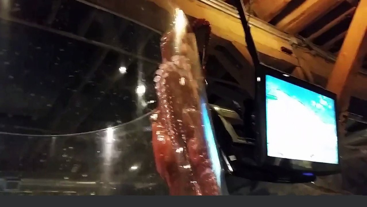 Octopus tries to escape tank at Seattle Aquarium [Original] - video ...