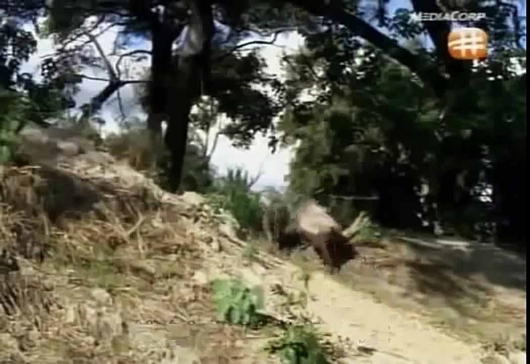 Discovery BBC documentary animals 2015 Wildlife Specials Discovery ...