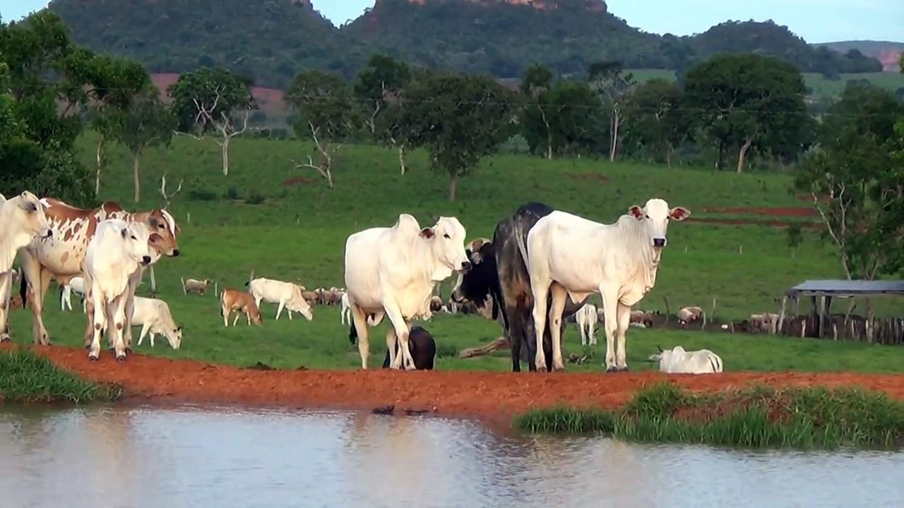 Animal mating, bull, natural mating, breeding, - video Dailymotion