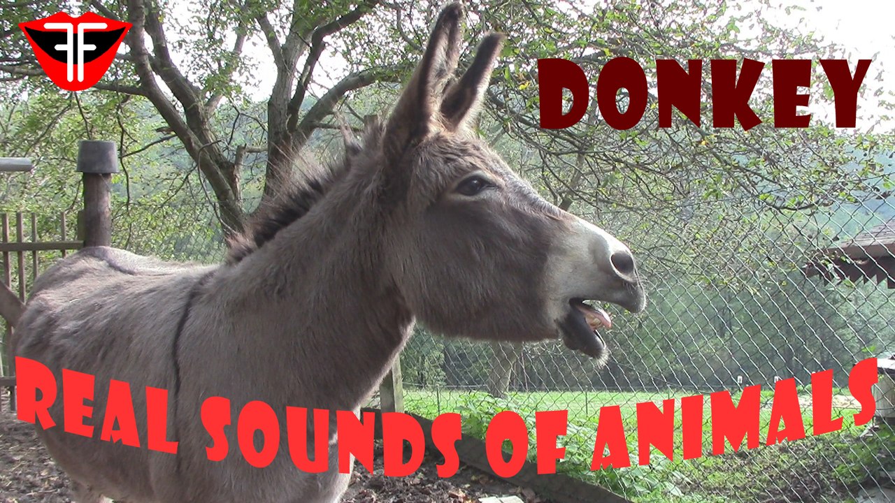 Donkey - Real Sounds of Animals - video Dailymotion