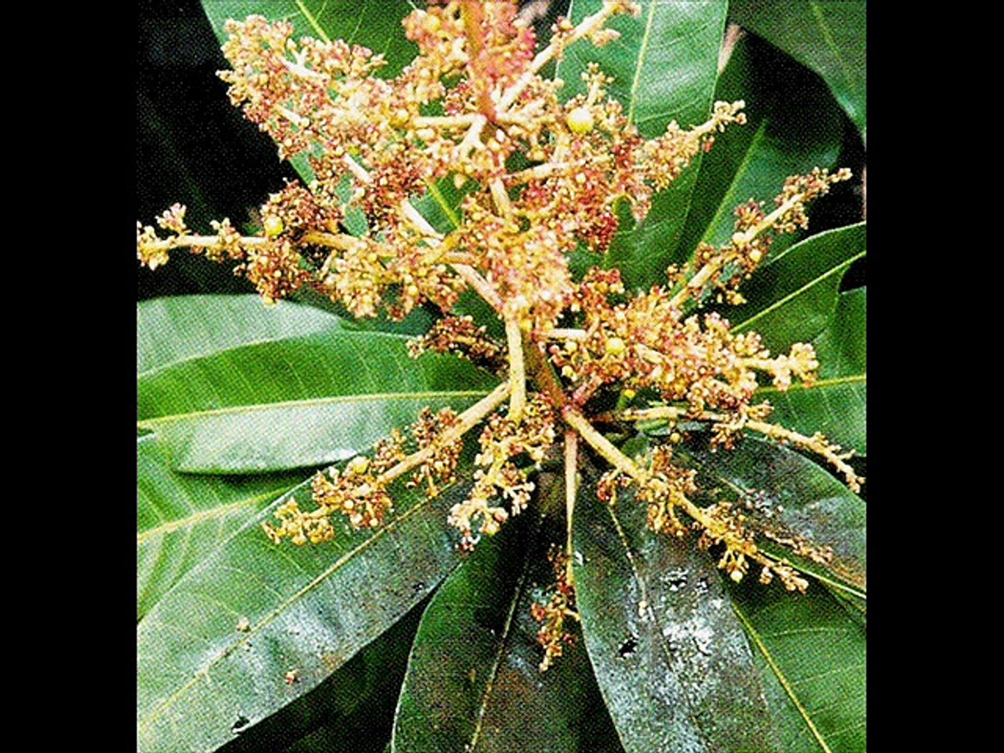 Mango Inflorescence | atelier-yuwa.ciao.jp