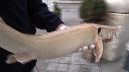 Albino Sturgeon Caviar Mixed With 22 Carat Gold – The World’s Most ...