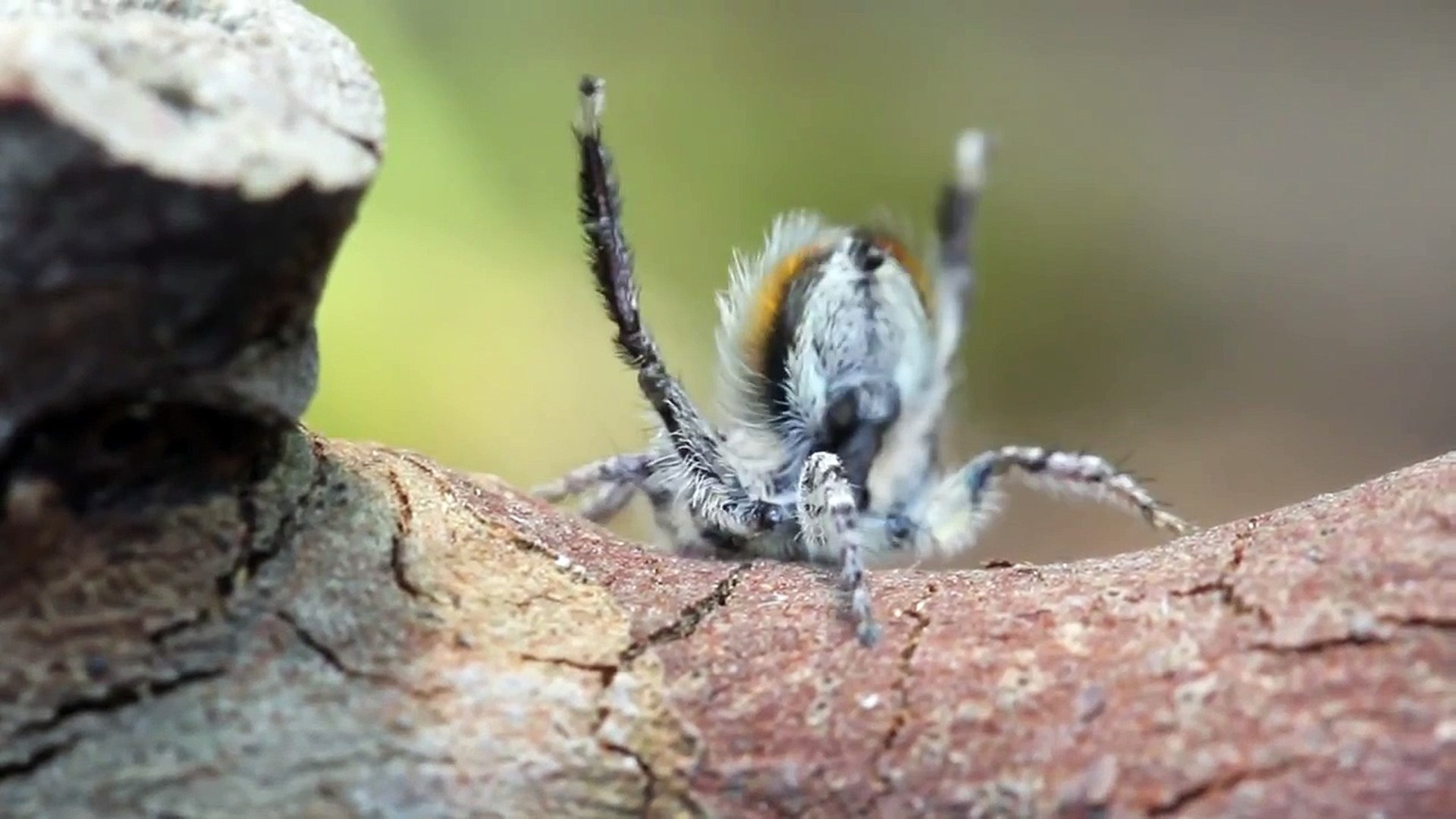Spider Waving