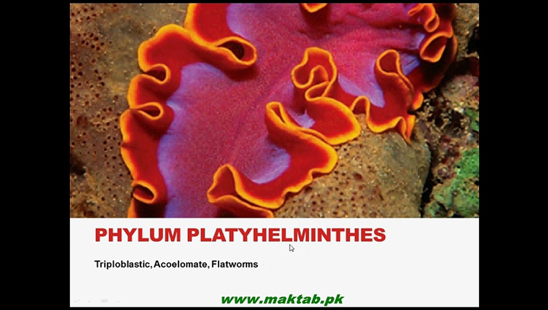 Phylum Platyhelminthes