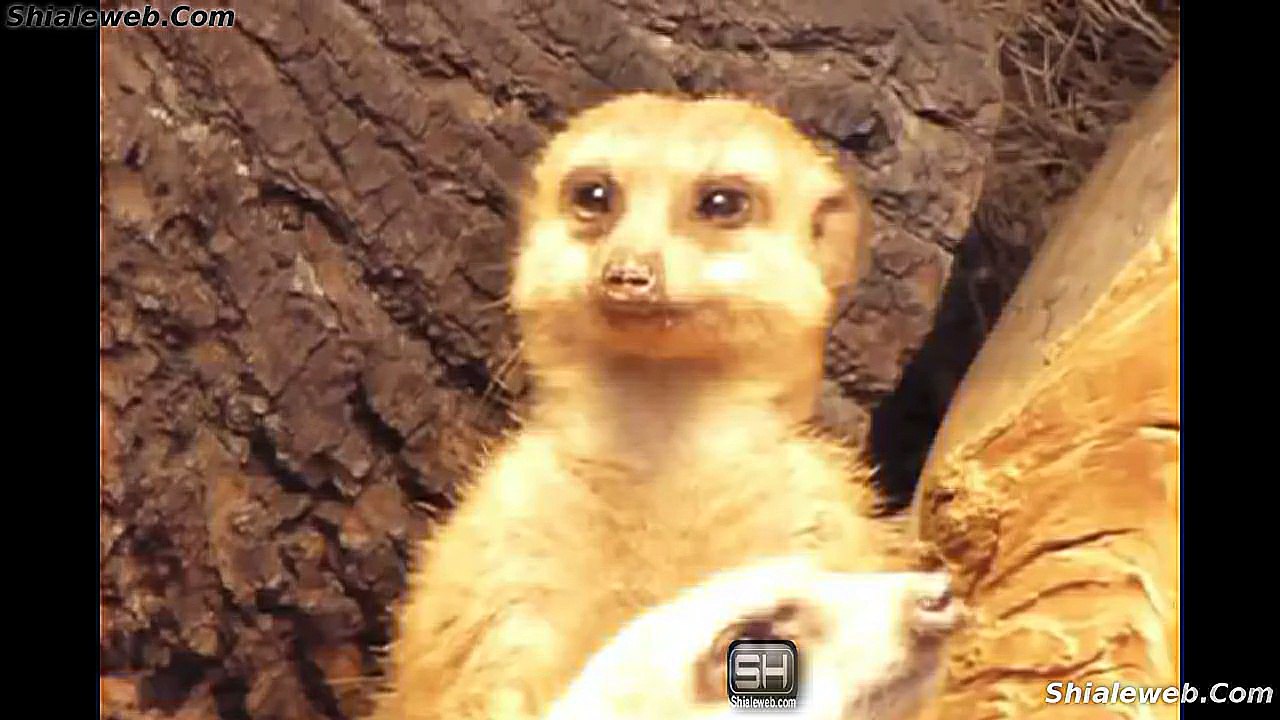 UNA SURICATA SE QUEDA DORMIDA MIENTRAS ESTA PARADA CON SU MANADA EN EL ...