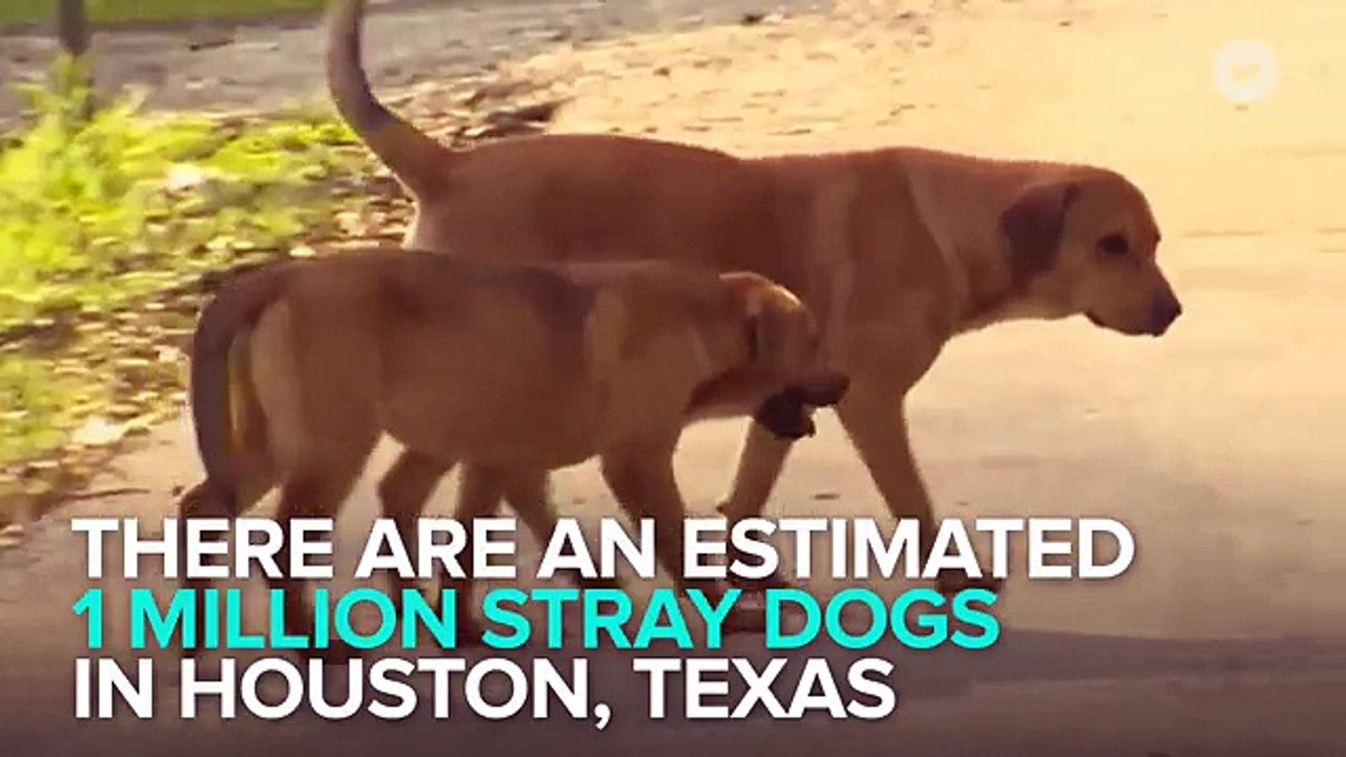 Stray Dogs In Houston Houston