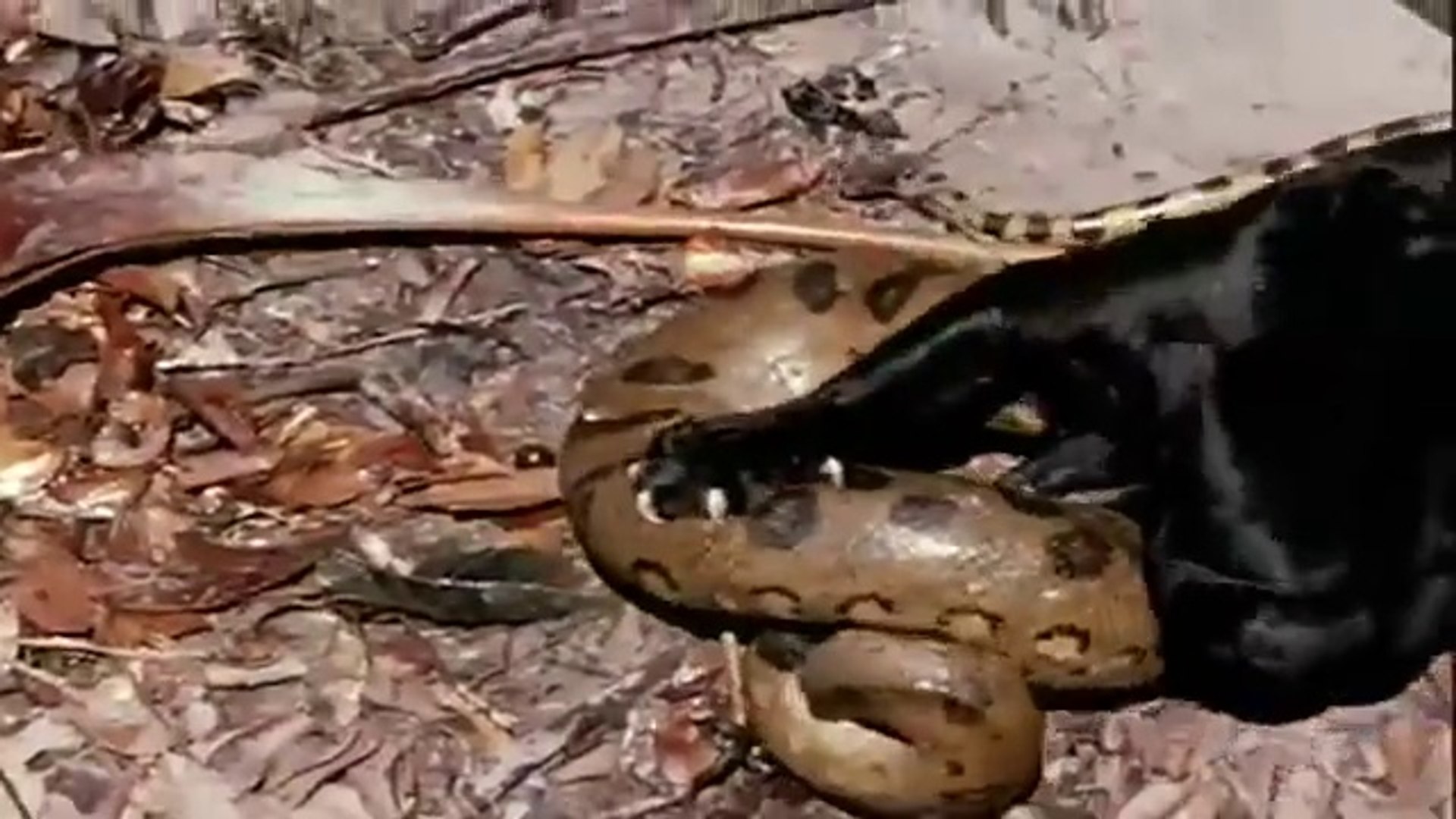Anaconda Vs Python Vs Boa - Anaconda Gallery Anaconda Vs Python Vs Boa - Anaconda Gallery