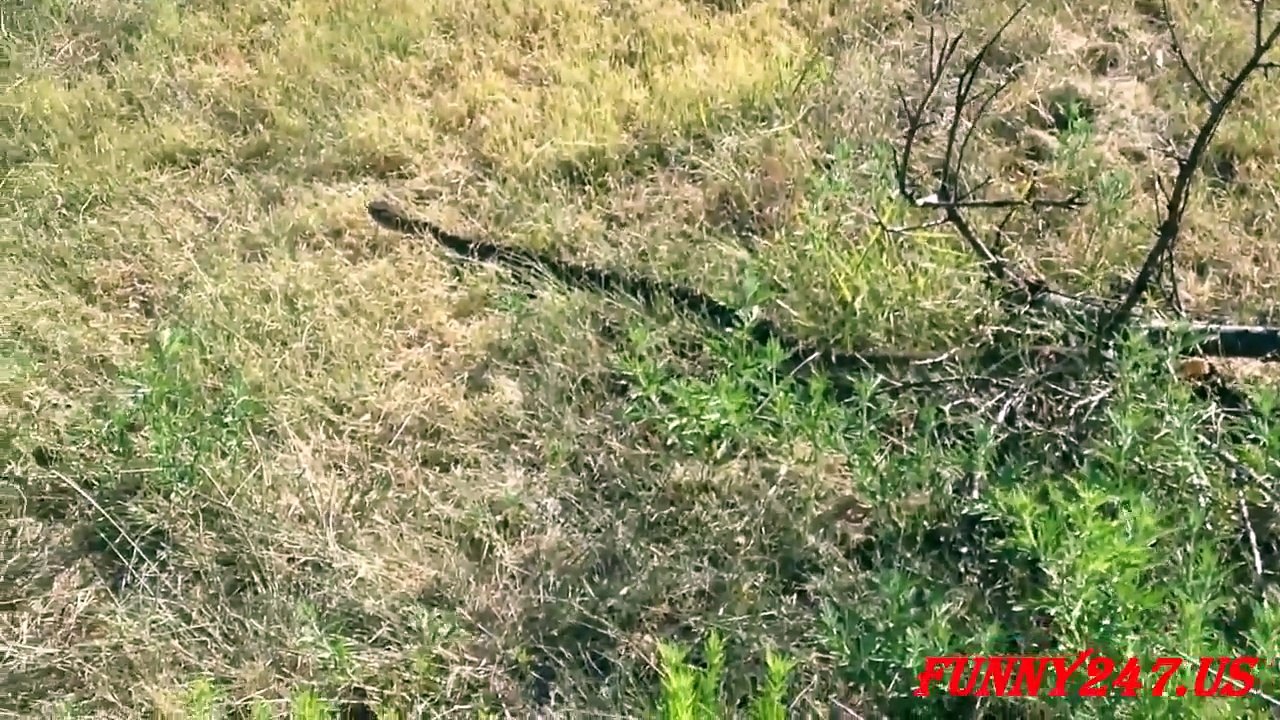Roadrunner and Rattlesnake fight ☆ Amazing Animal - video Dailymotion