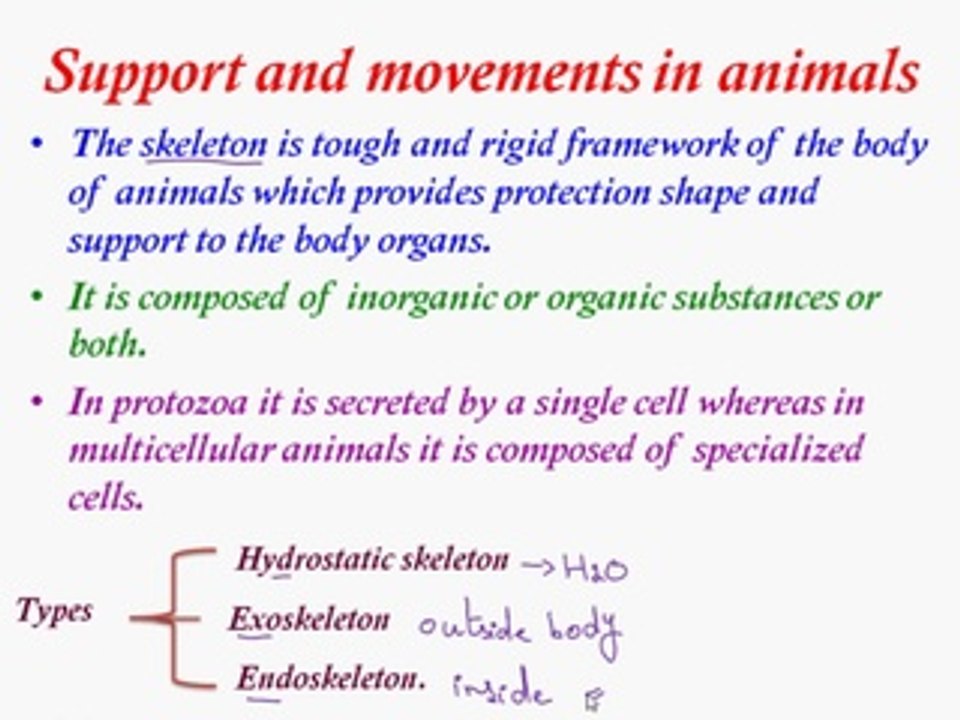 Support and Movement in animals/ Hydrostatic Skeleton/Exoskeleton ...