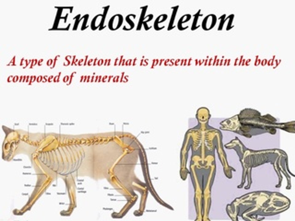 Function of Skeleton / Endoskeleton / Bone - video Dailymotion