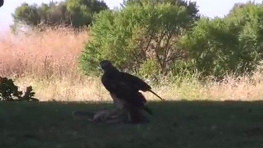 Eagle Vs Snake Fighting - Animal Fighting - - video dailymotion