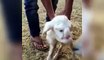 Lamb with human-like features including eyes, nose and mouth is born on ...
