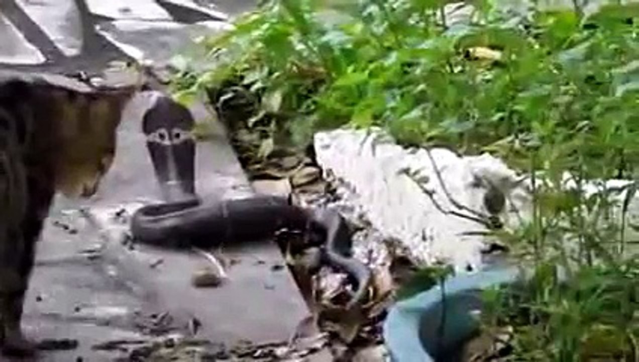 Cat Vs King Cobra - Cat Vs Cobra Snake Fight - video Dailymotion