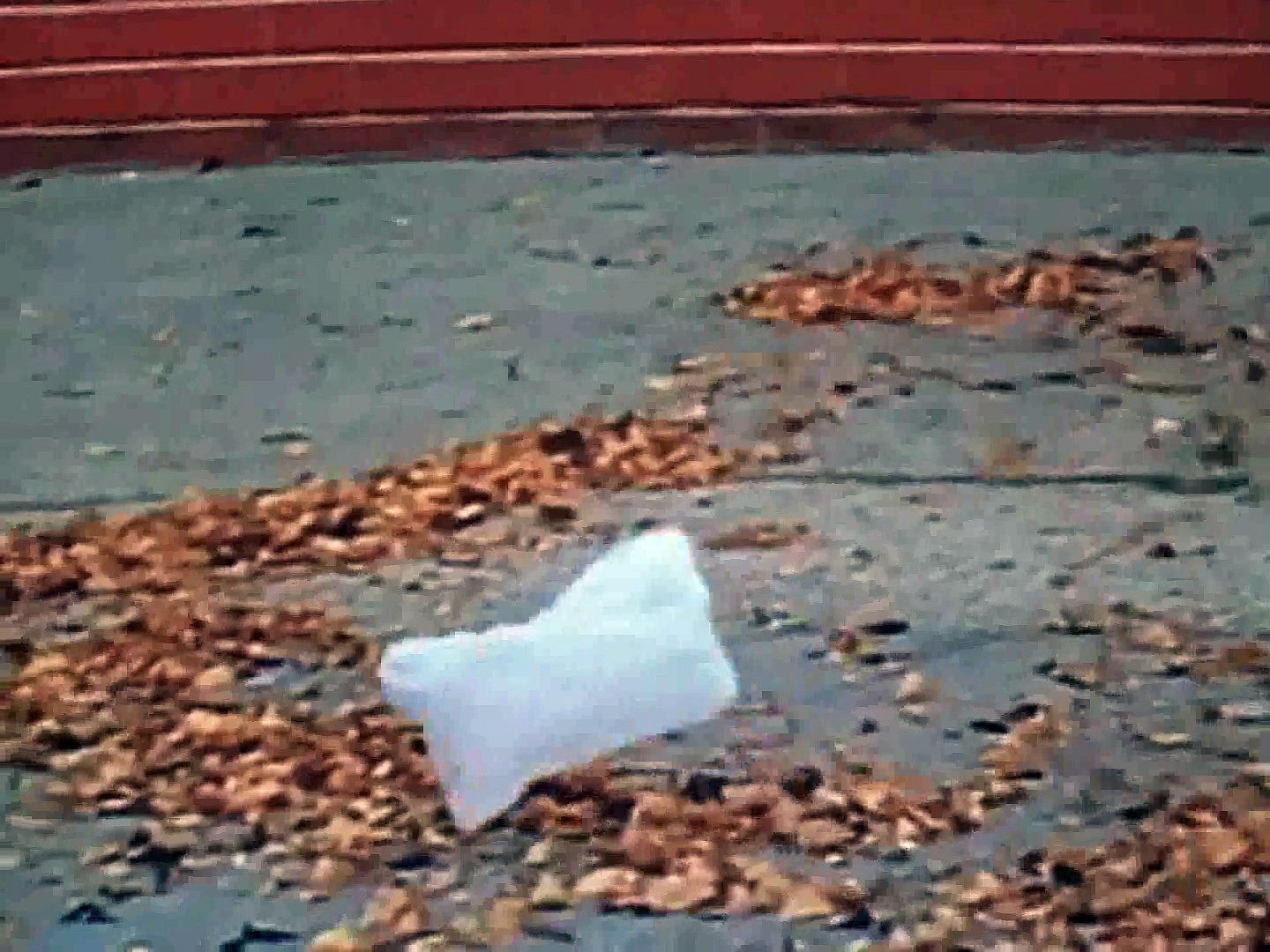 Plastic Bag In The Wind American Beauty