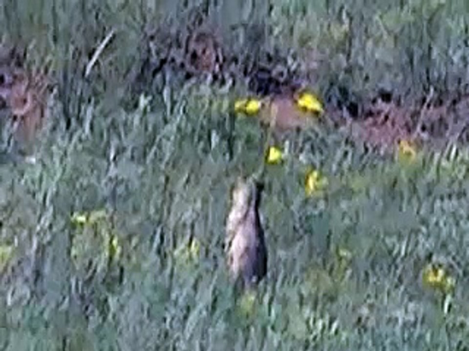 Prairie dogs exploding .223 Remington R15 and Savage .17 HMR - video ...