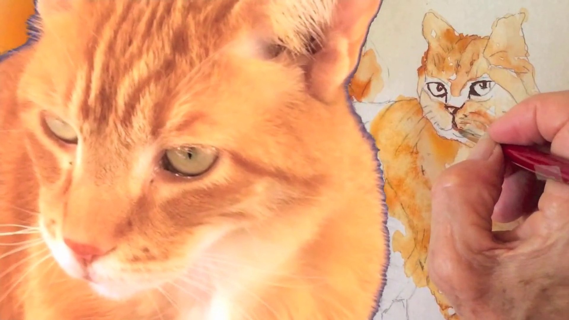 Orange Tabby Cat Drawing