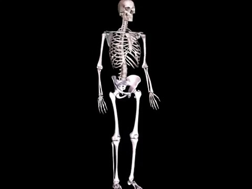 Human Skeleton 3D Animation - video Dailymotion
