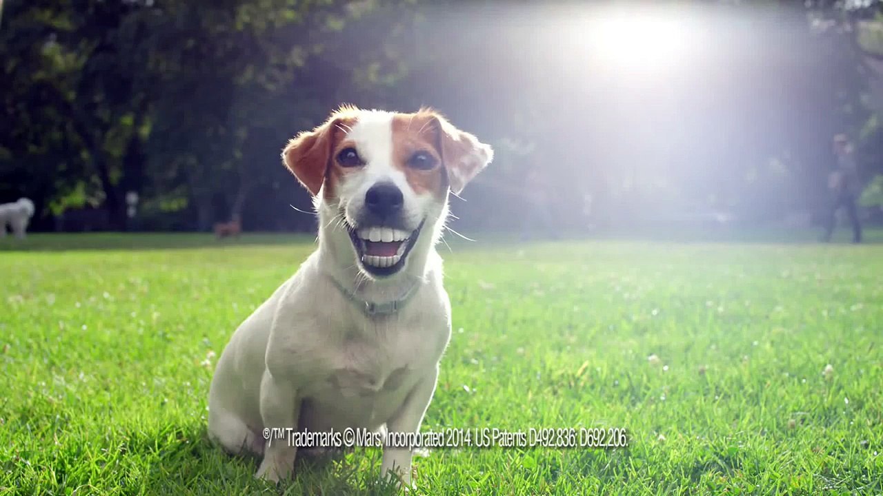 PEDIGREE® DENTASTIX® Commercial_ Just Smiles! _15 - video Dailymotion