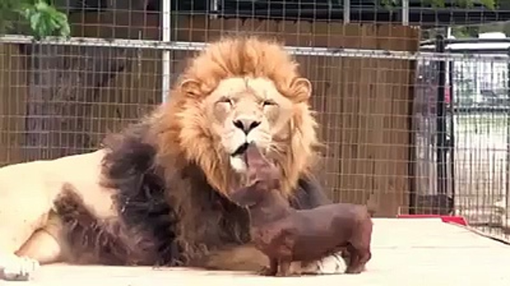 Rottweiler Vs Lion