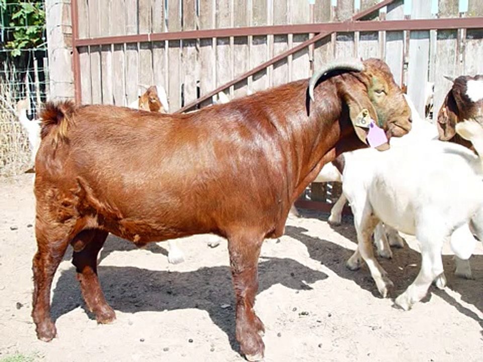 BOER AND DAIRY GOATS AND DORPER&VAN ROOY SHEEP PAKISTAN & UAE 0006 ...