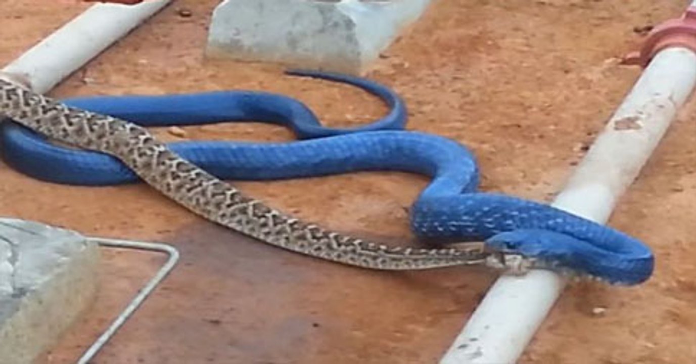 Blue Indigo snake eating Rattlesnake - video Dailymotion