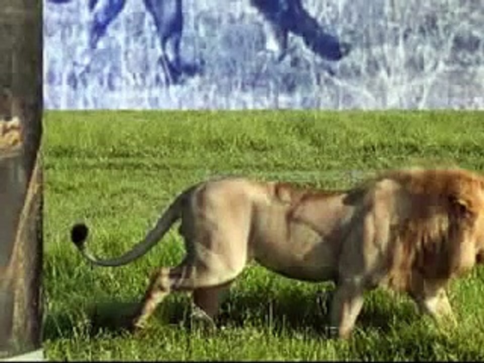 Lion vs Tiger ( Lion stronger swipe) - video Dailymotion