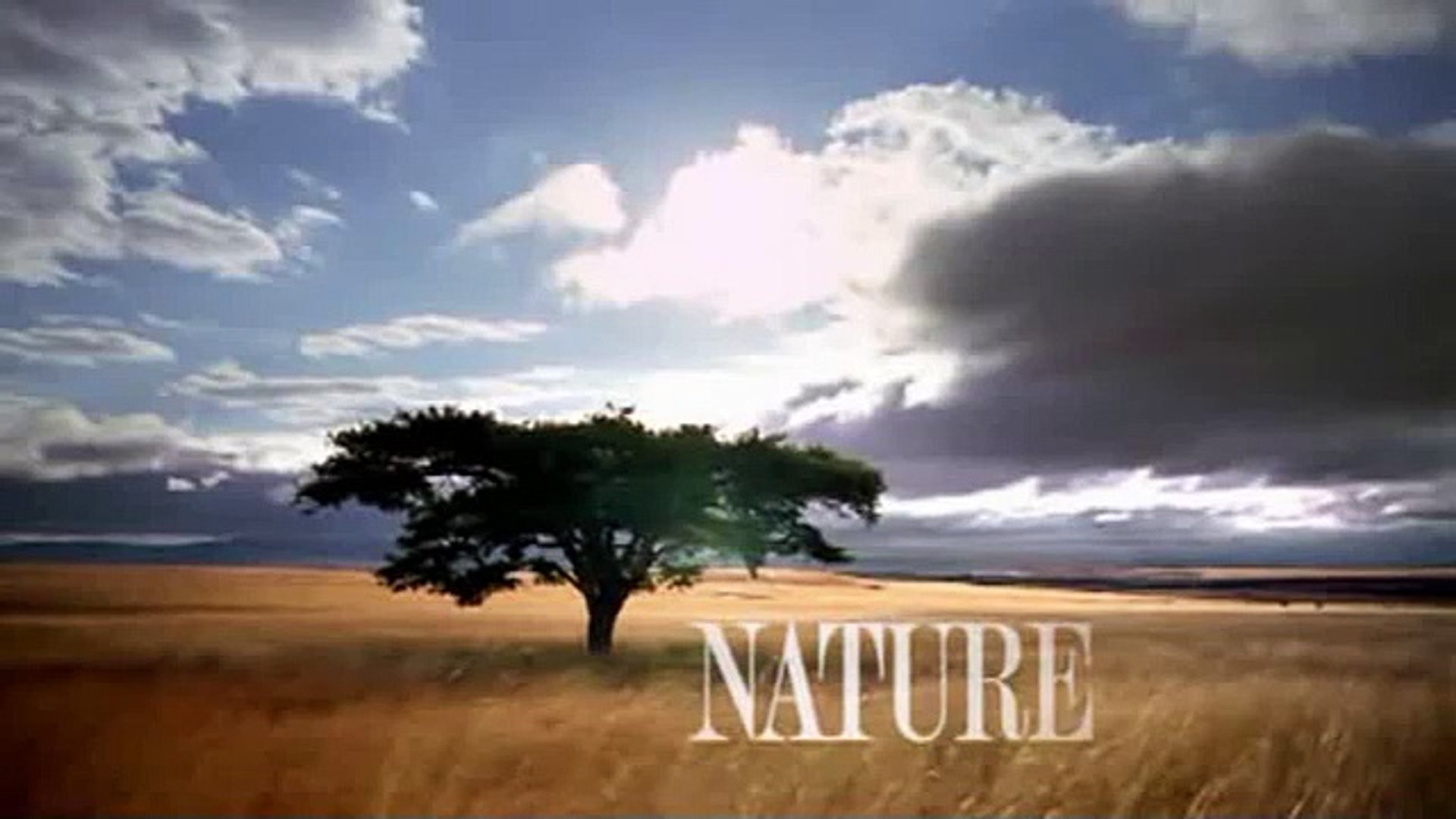 Pbs Nature Logo