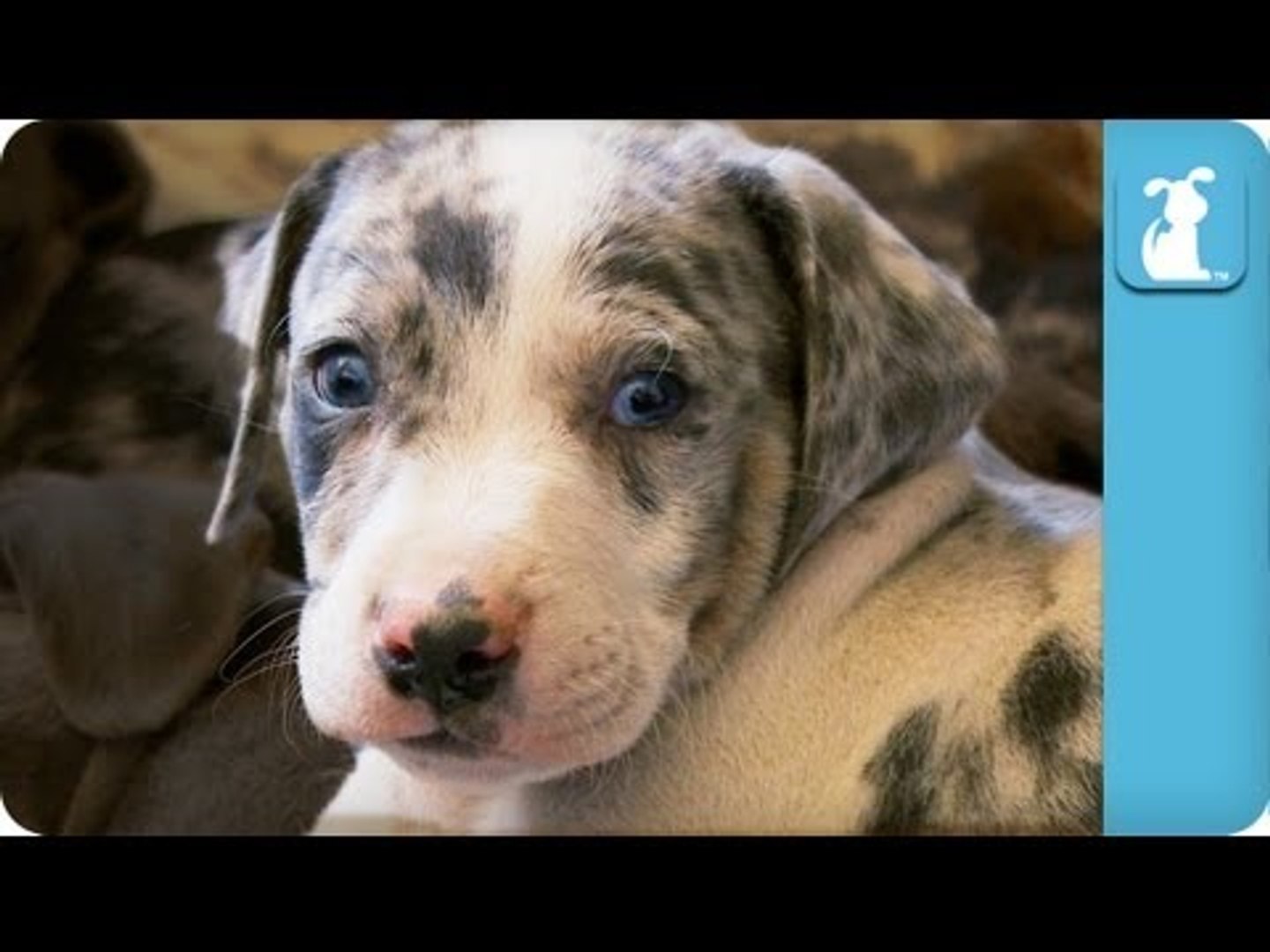 Catahoula Leopard Dog Puppy Blue Eyes