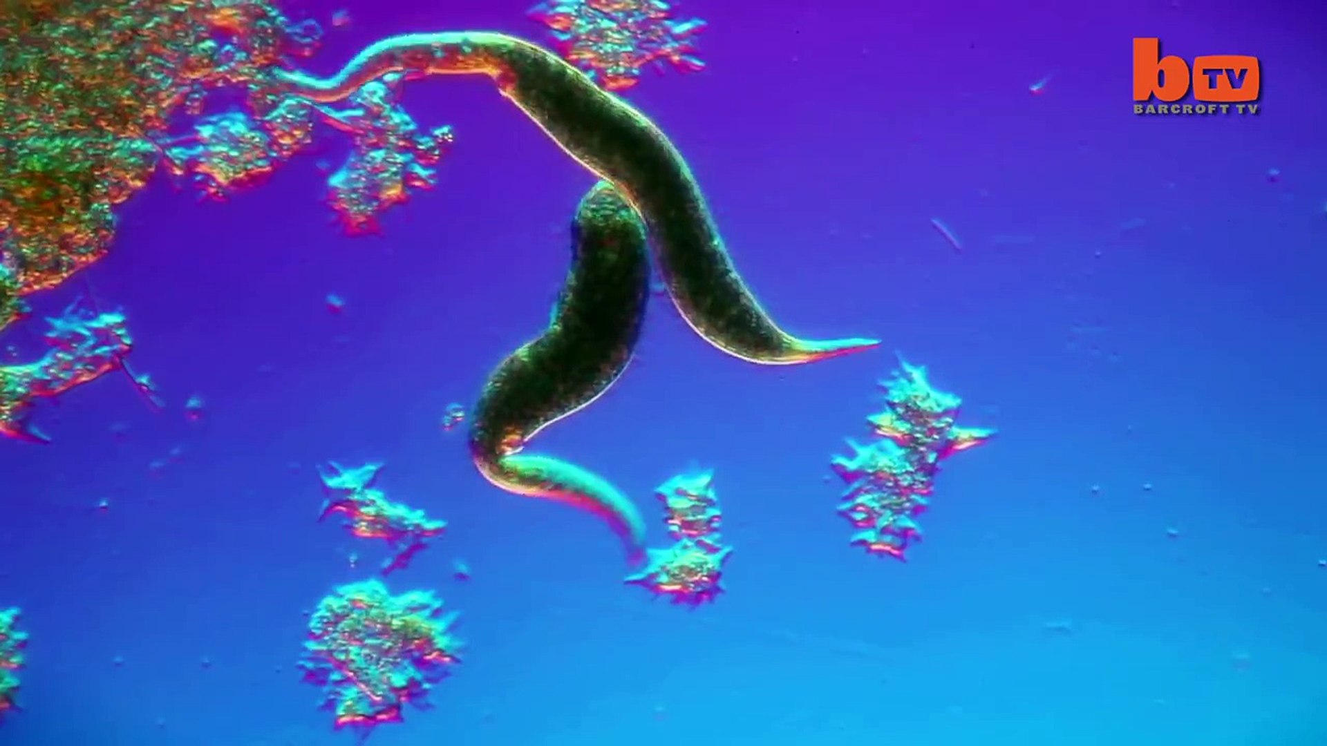 Microscopic Animals In Water Plant Water Animal Small A Royalty Free