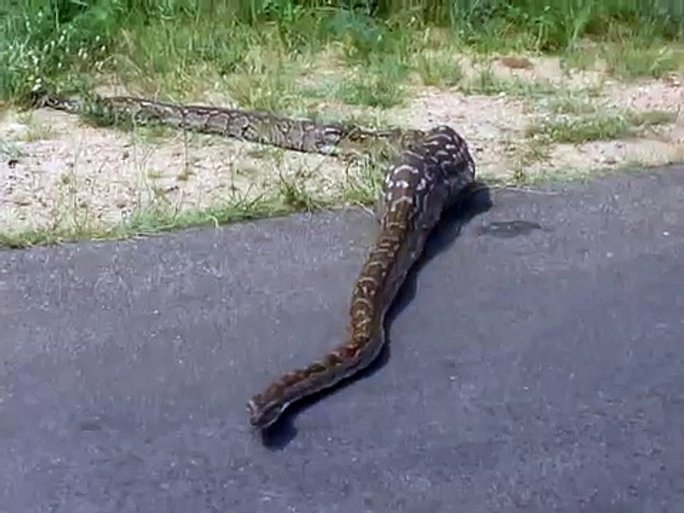 African rock python that swallowed impala - video Dailymotion