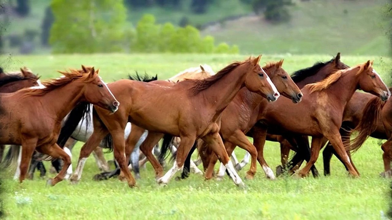 Flicka Full Movie - video Dailymotion