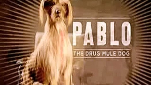 Talk to frank advert - Pablo the drugs mule dog - video dailymotion