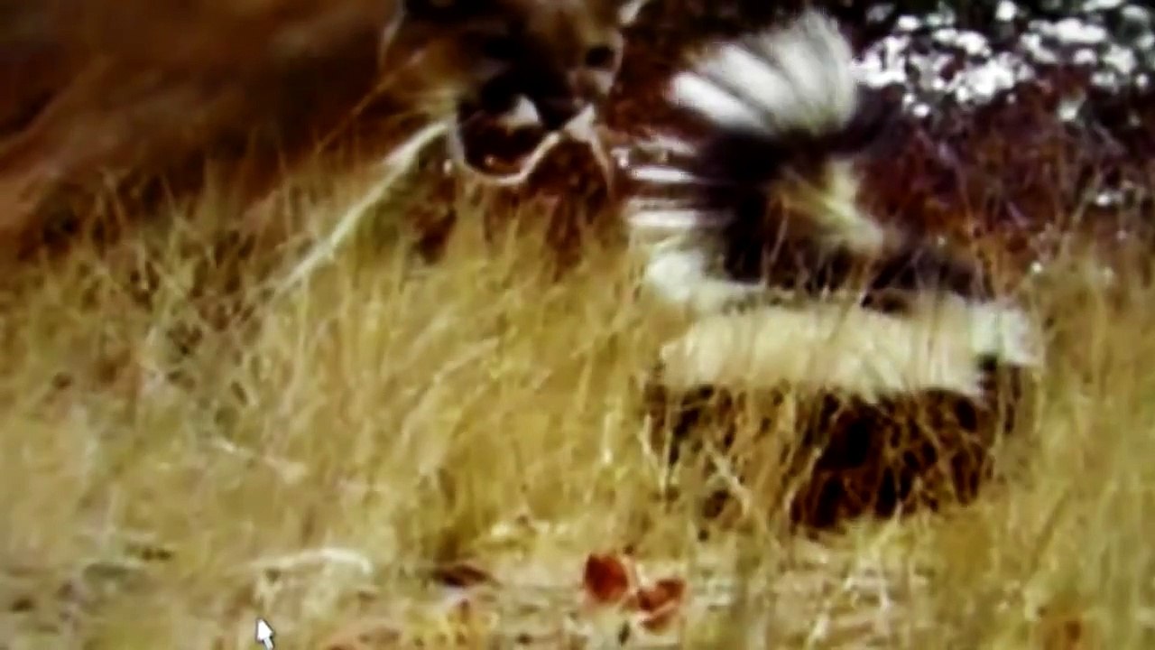 How skunks spray - video Dailymotion