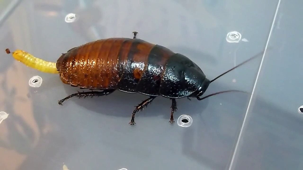madagascar cockroach giving birth.avi - video Dailymotion