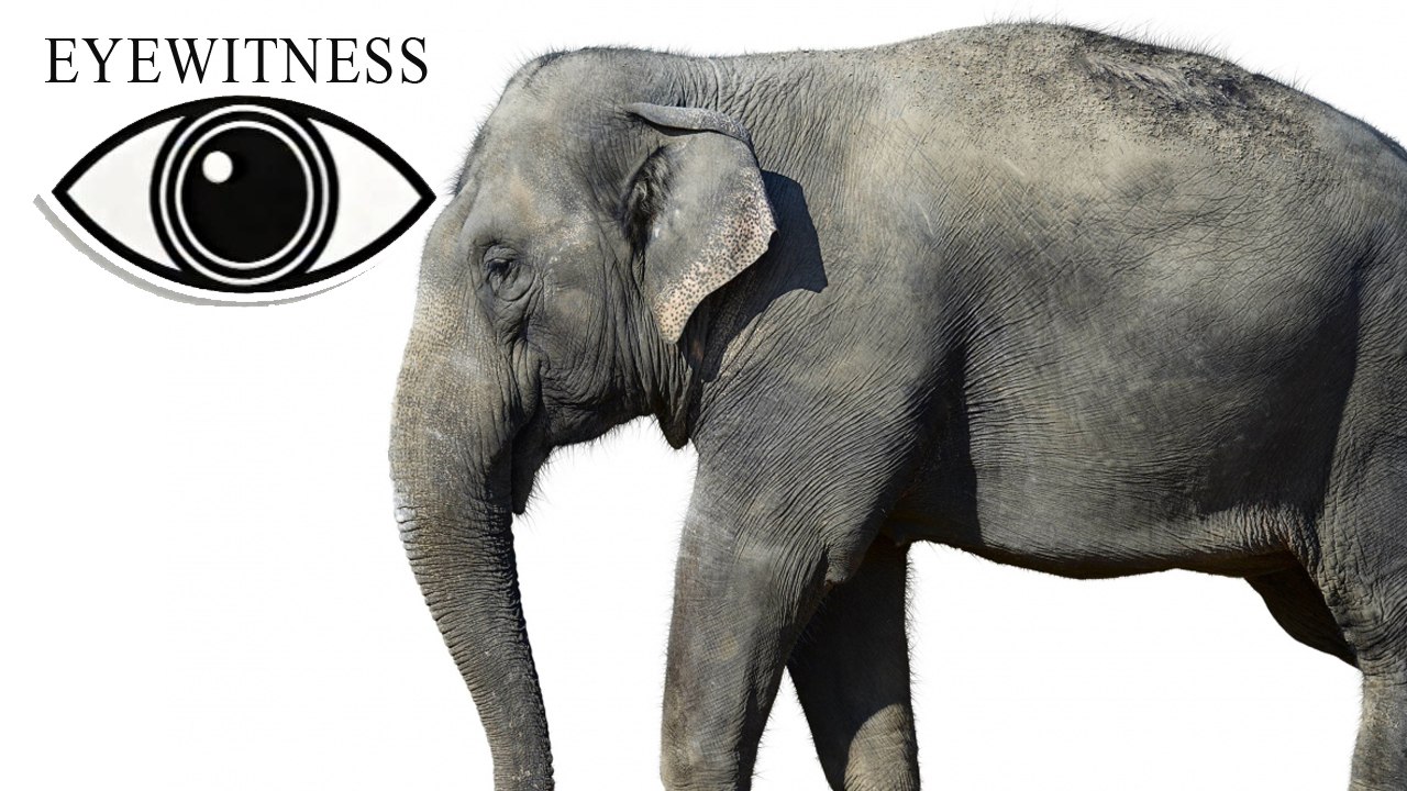 EYEWITNESS | Mammal - video Dailymotion