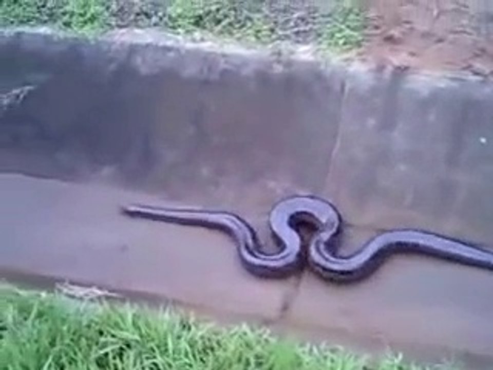 Child of World Biggest Anaconda Snake Running in Drainage Ditch Must ...