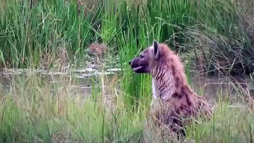 Jayson Watt videos - Dailymotion