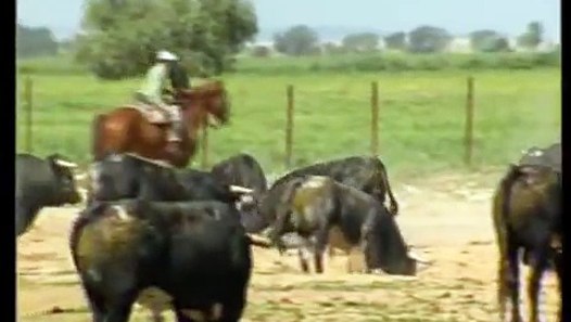 Pelea de Toros "lucha a muerte" - video Dailymotion